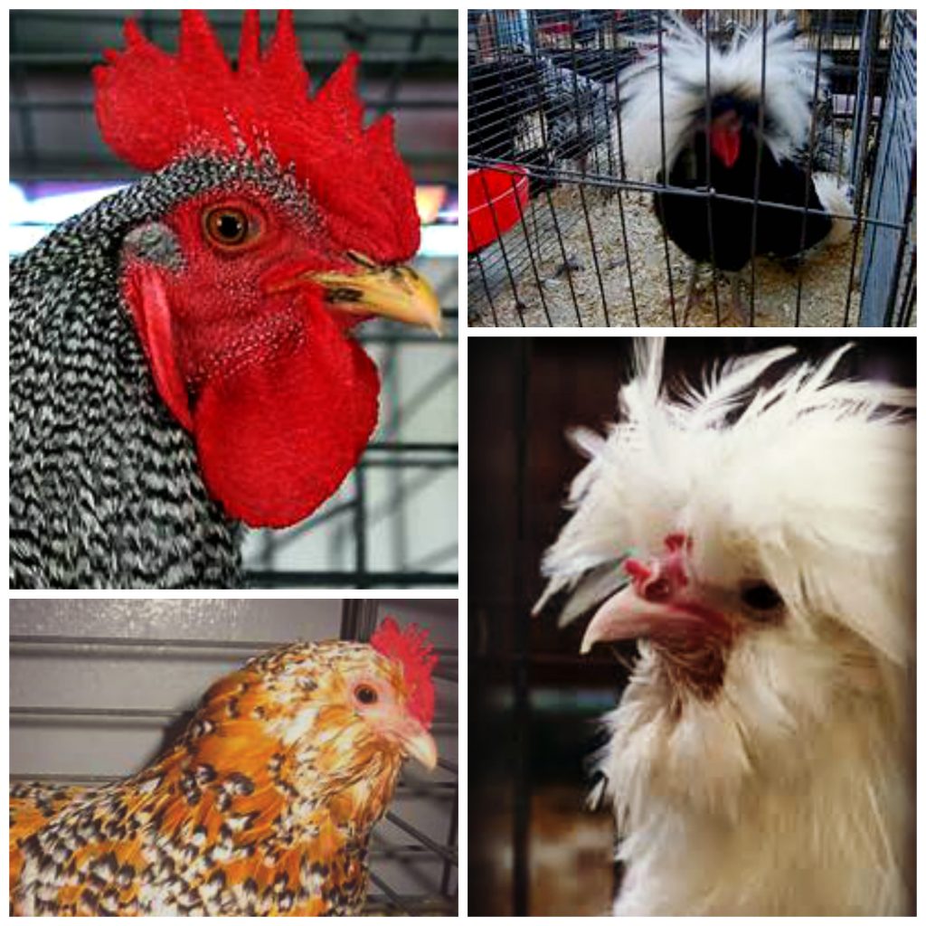 Chickens at the State Fair – Journey to Imagination